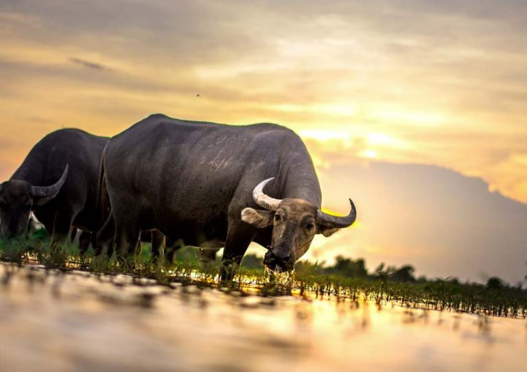 Mysterious Myanmar - Retire to Asia